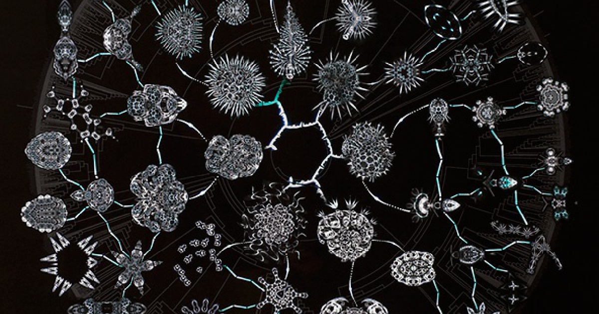 Rohini Devasher At Spencer Museum Of Art, Kansas | Project 88